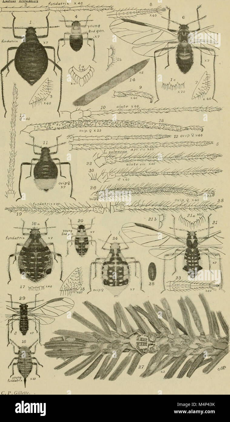 The 'Annals of the Entomological Society of America' (1917) features ...