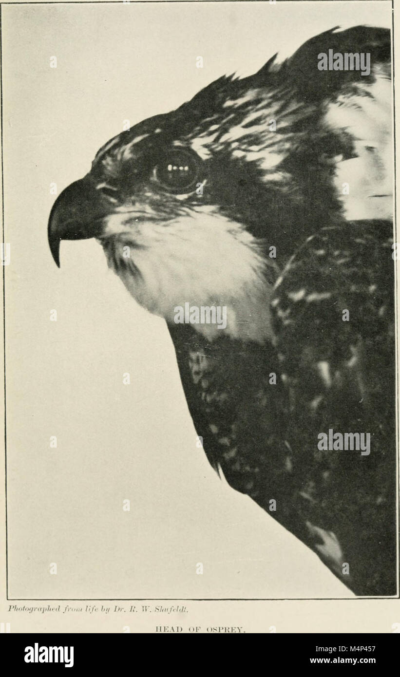 This manual provides an overview of birds' economic role in the United ...