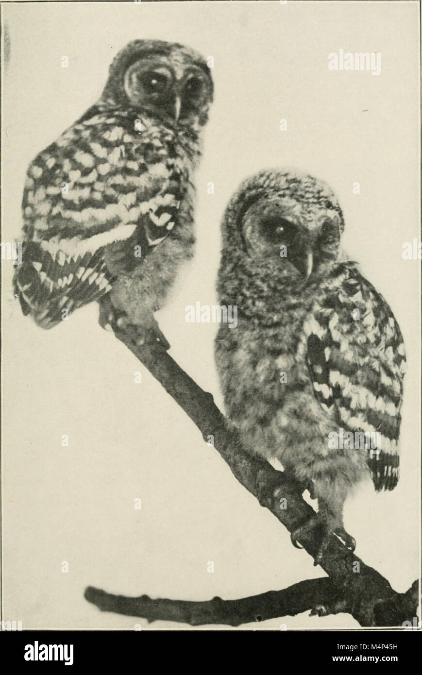 This 1916 manual provides insights into the relationship between birds ...