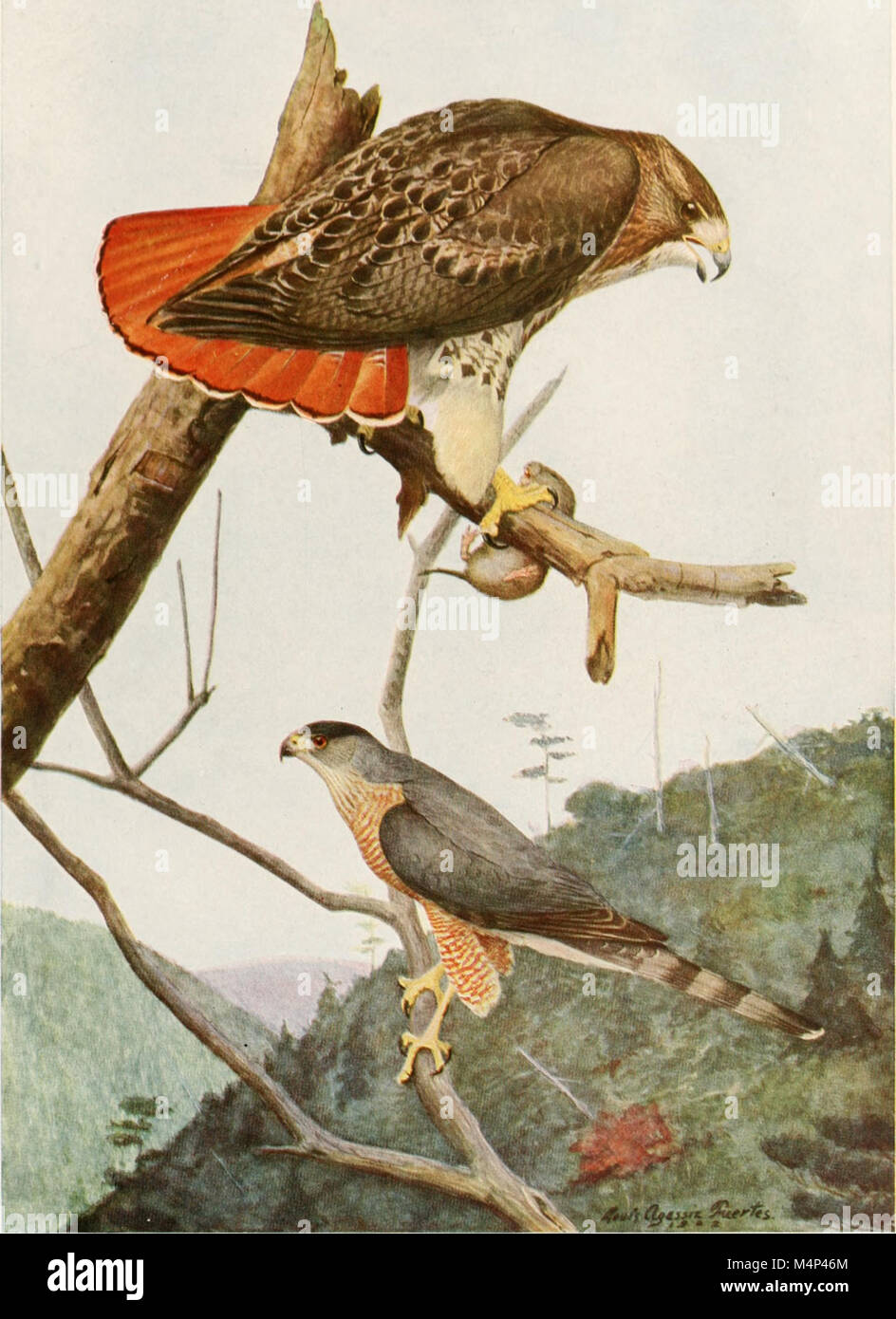 Birds of America; (1923) (20196344348 Stock Photo - Alamy
