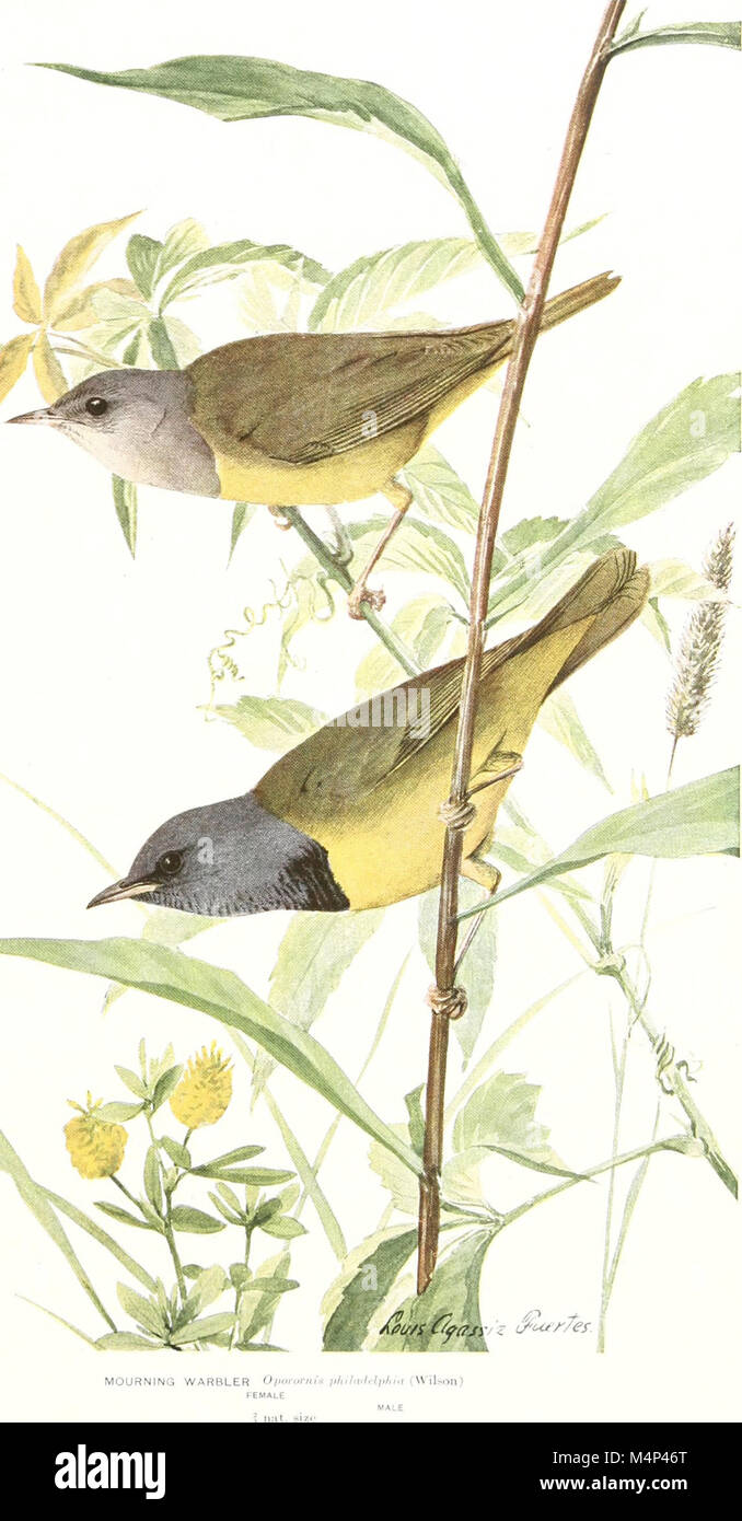 Birds of America; (1923) (20196484408 Stock Photo - Alamy