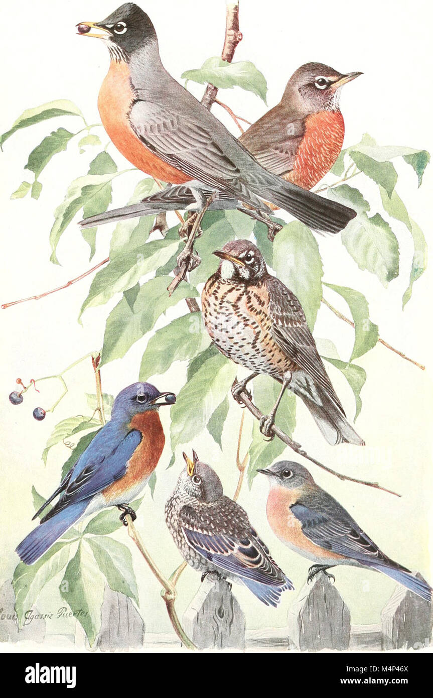 The 1923 publication 'Birds of America' provides comprehensive ...