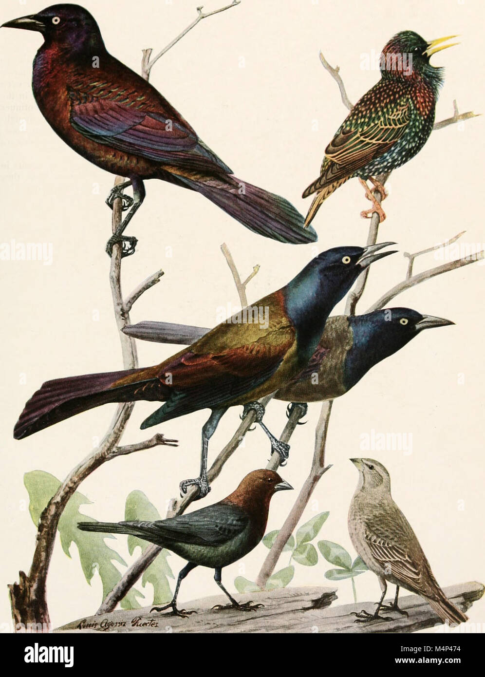 Birds of America; (1923) (20198000679 Stock Photo - Alamy