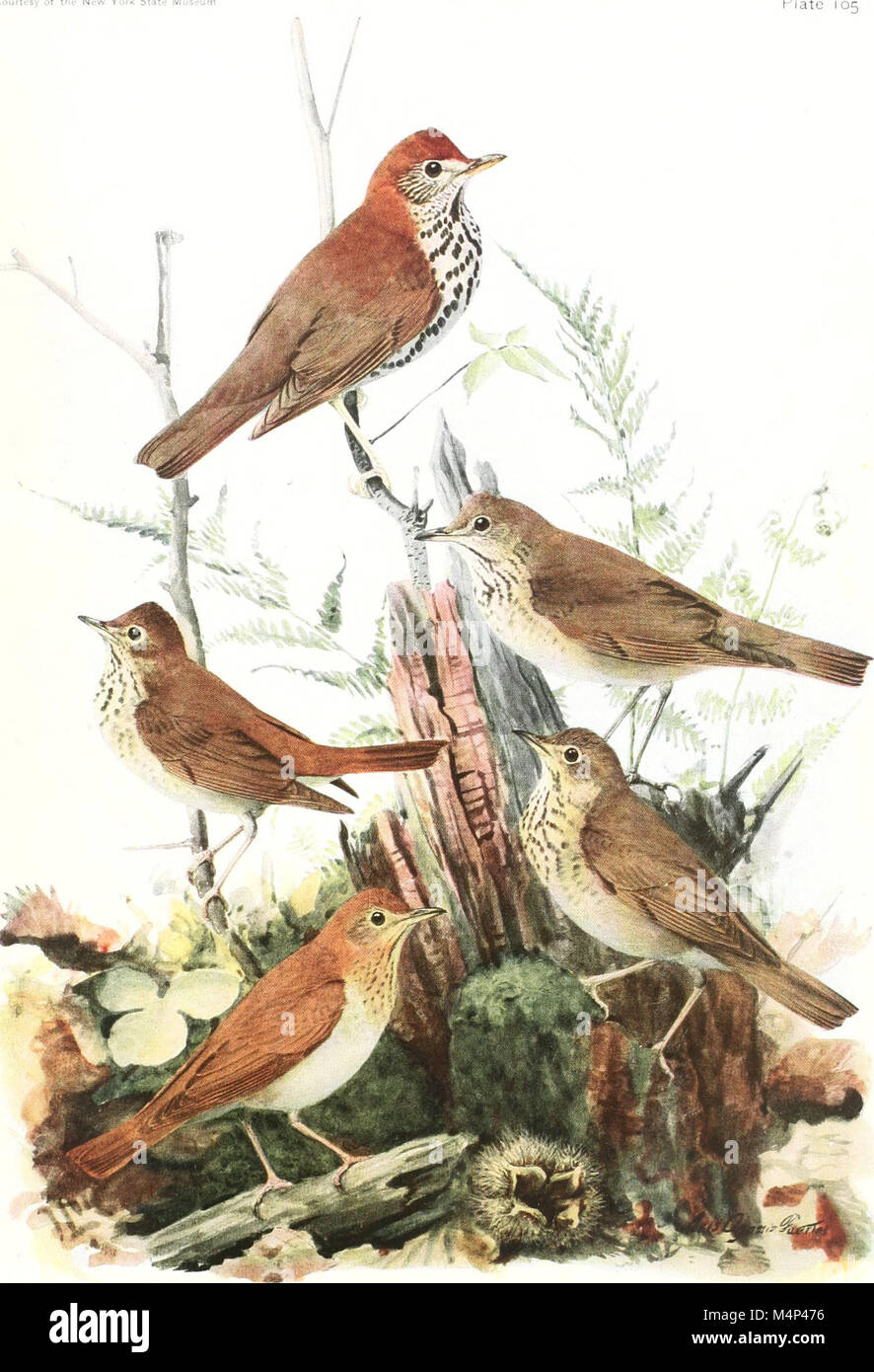Birds of America; (1923) (20376025392 Stock Photo - Alamy