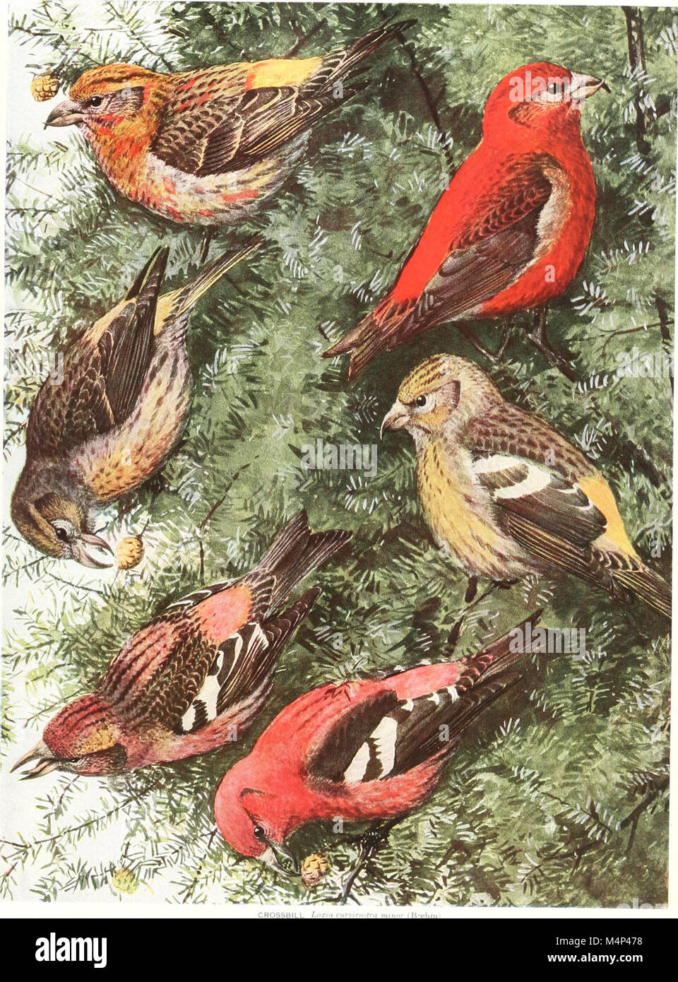 Birds of America; (1923) (20384229015 Stock Photo - Alamy