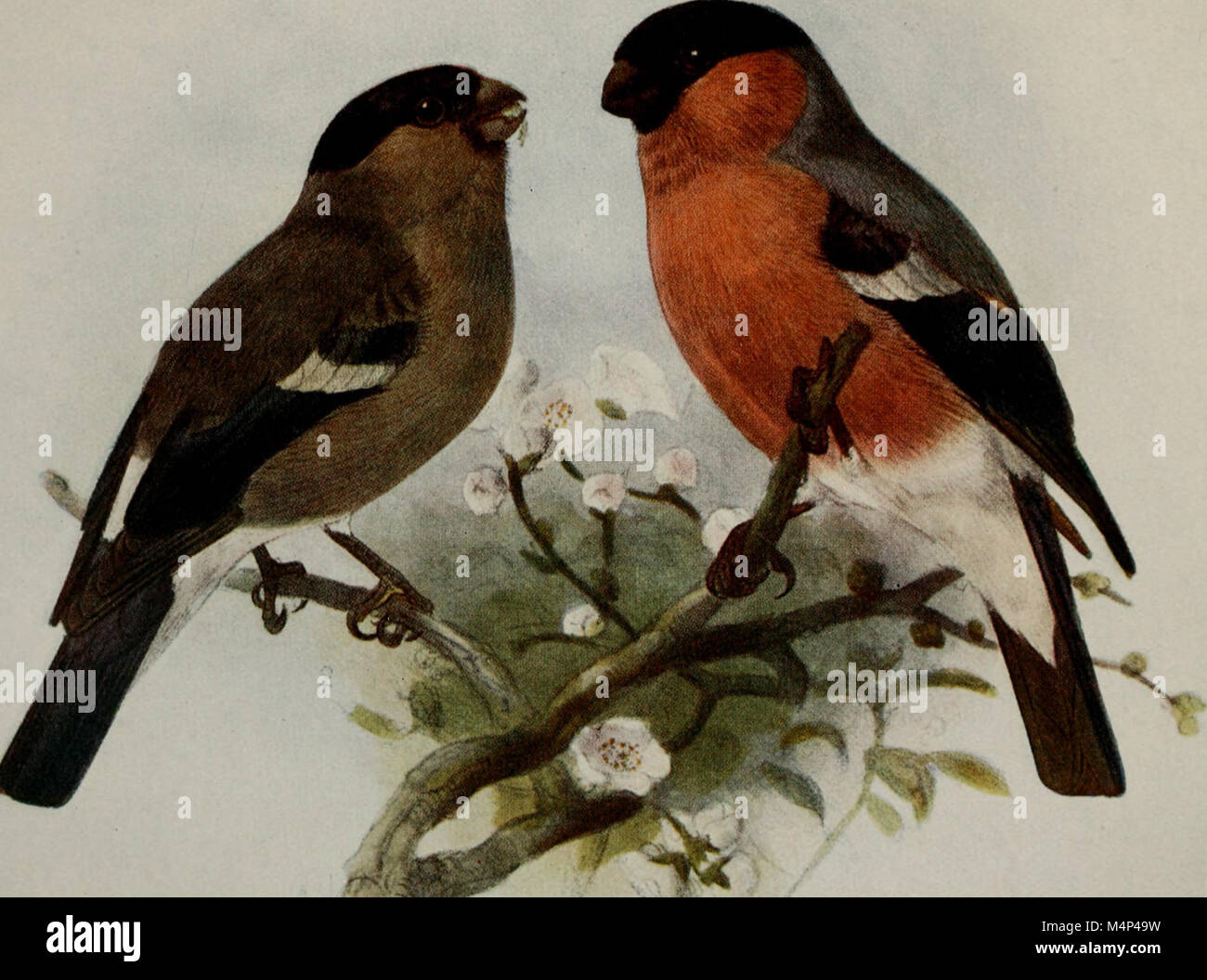'Birds of Britain' (1907) is a comprehensive guide to the bird species ...