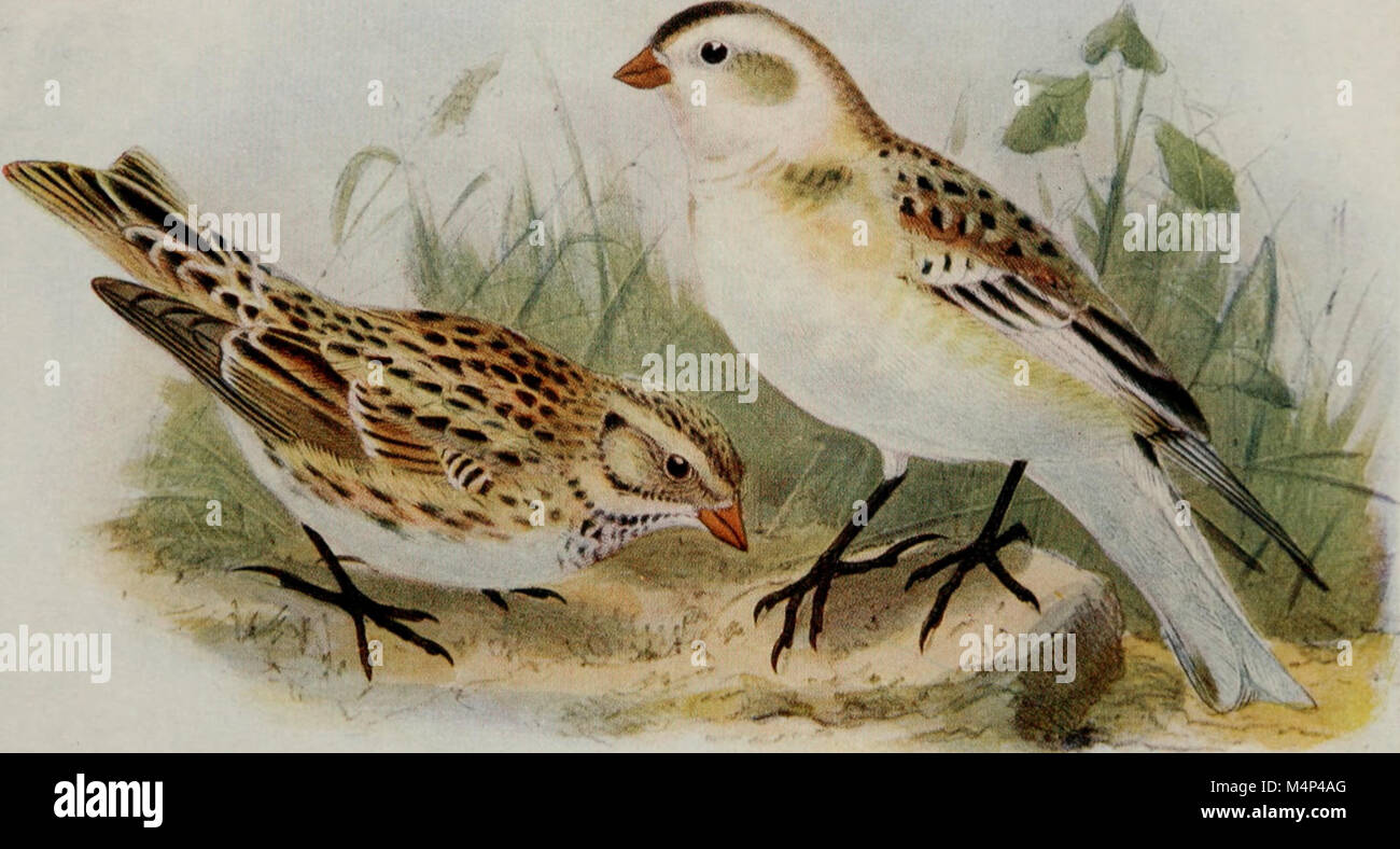 *Birds of Britain* (1907) is a comprehensive guide to the bird species ...