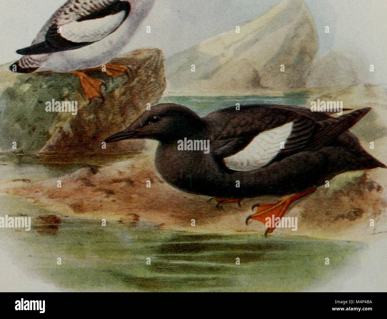 The 1907 Birds of Britain provides a comprehensive overview of bird ...