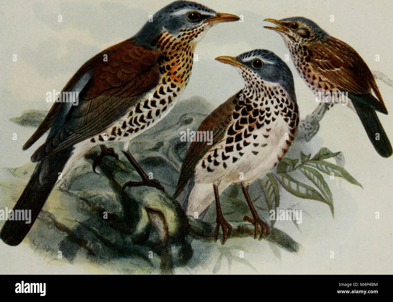 *Birds of Britain* (1907) is a comprehensive guide to British bird ...