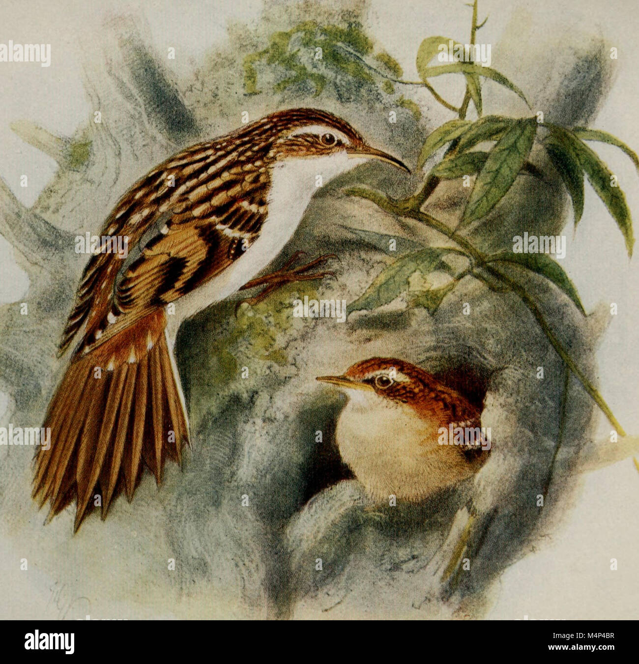 *Birds of Britain* (1907) is a comprehensive guide to the bird species ...