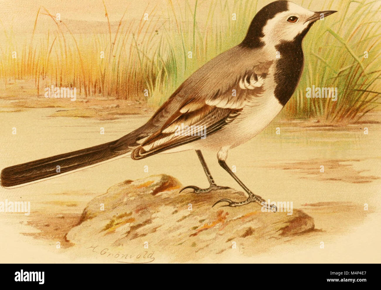 *Birds of Great Britain and Ireland* (1907), covering the Order ...