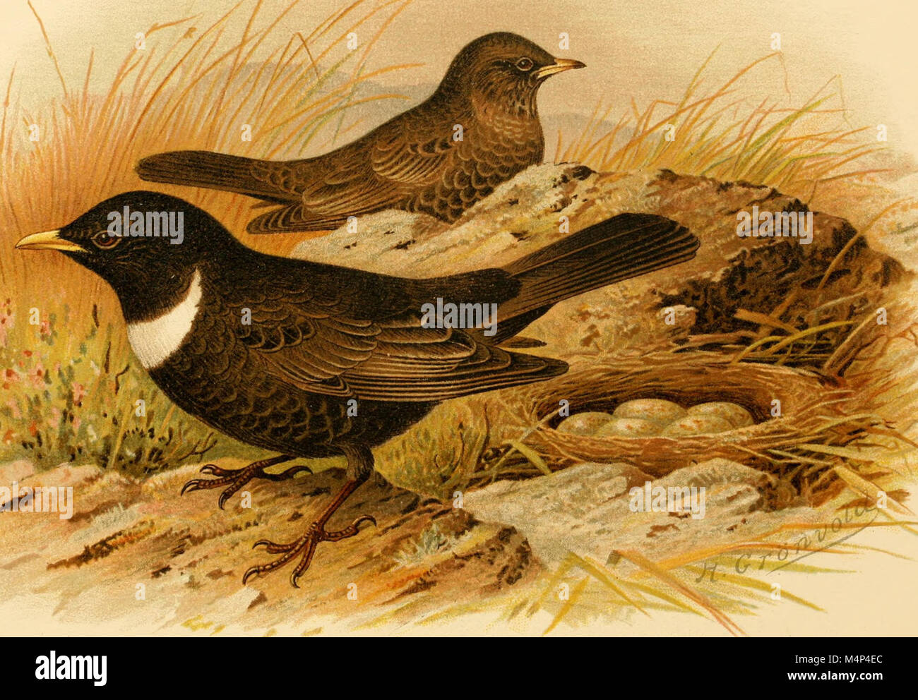 'Birds of Great Britain and Ireland, Order Passeres' (1907) is a two ...