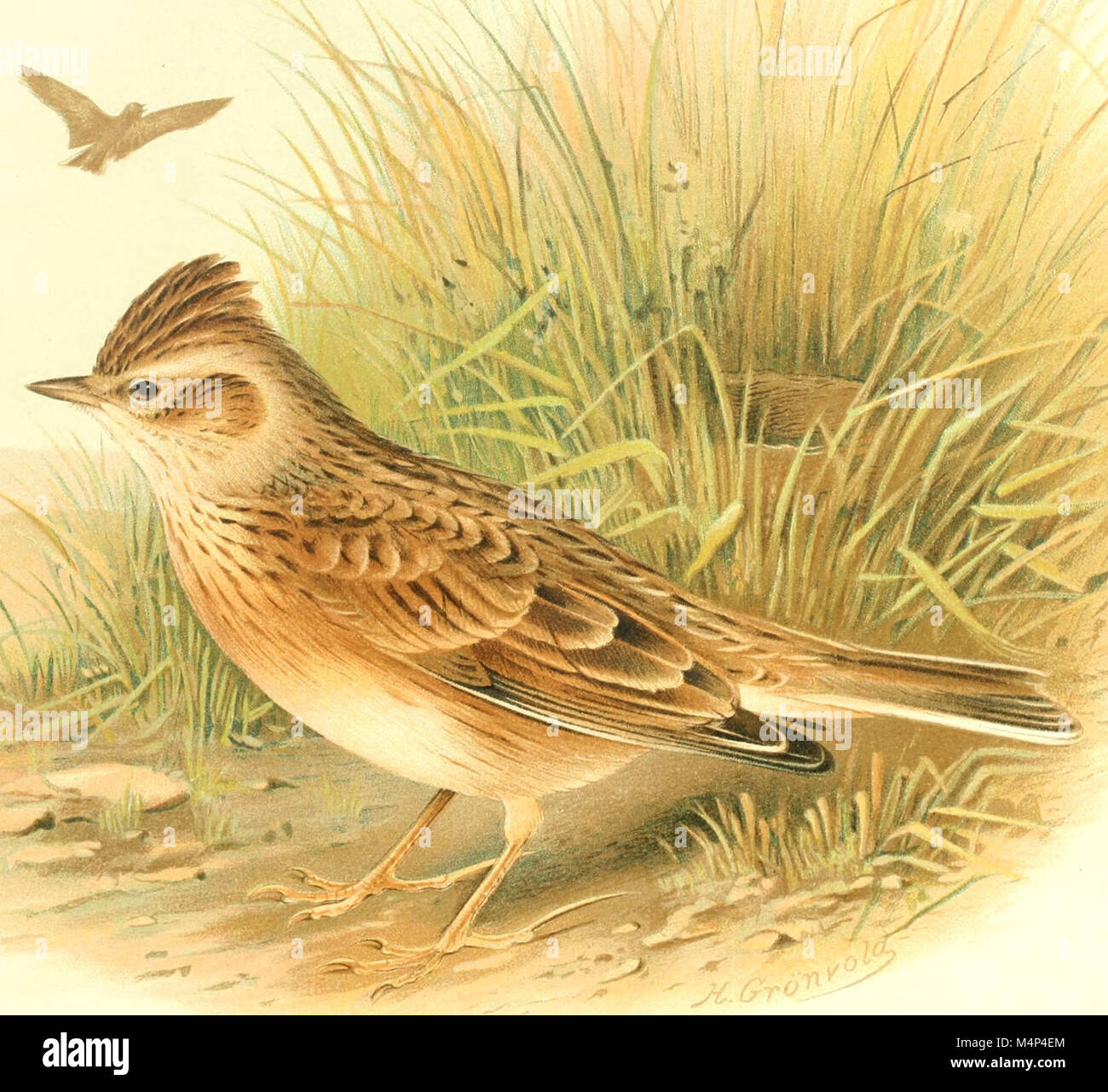 The 1907 work *Birds of Great Britain and Ireland* provides a ...