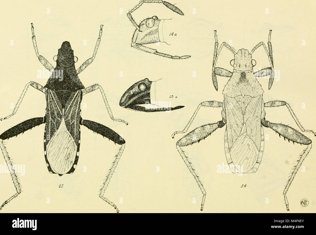 The 1918 edition of the 'Annals of the Entomological Society of America ...