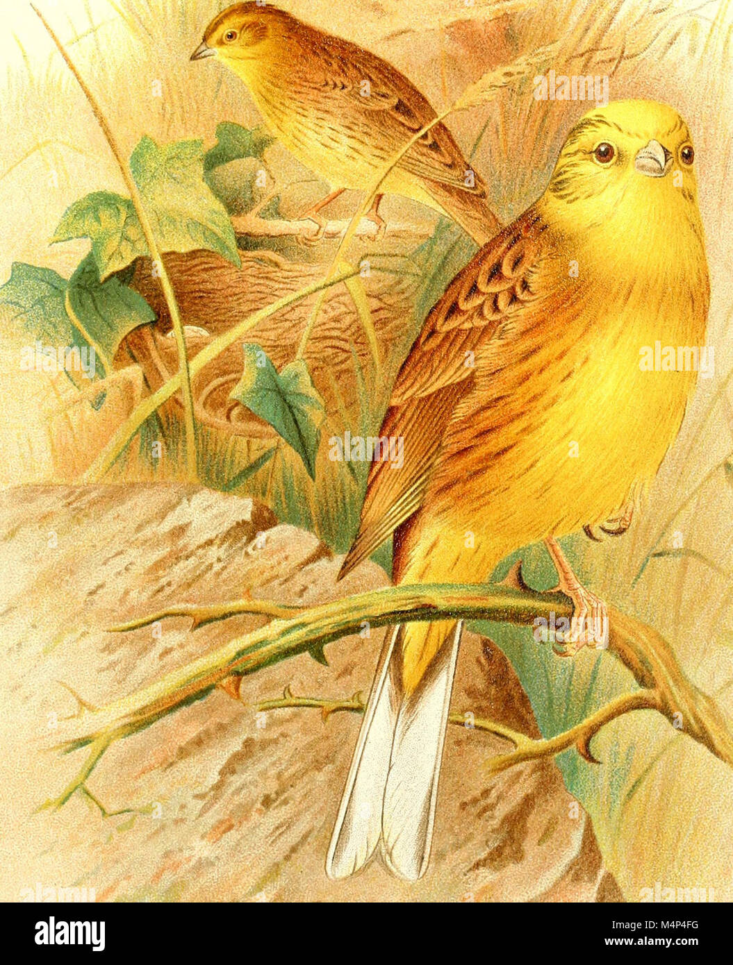 'Birds of Great Britain and Ireland' (1907) is a comprehensive guide to ...