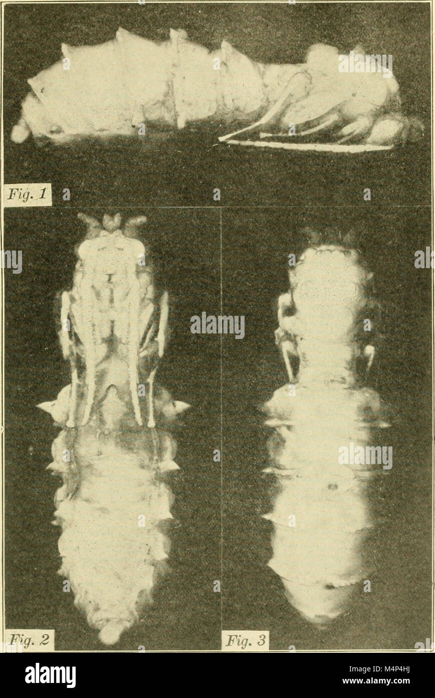 The 'Annals of the Entomological Society of America' (1919) presents ...