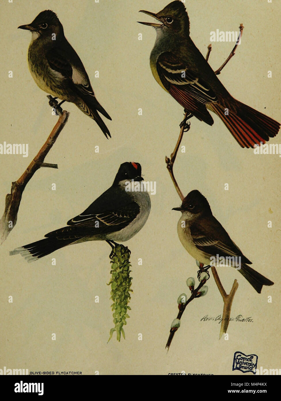 *Birds of New York* (1910) is a comprehensive guide to the avian ...