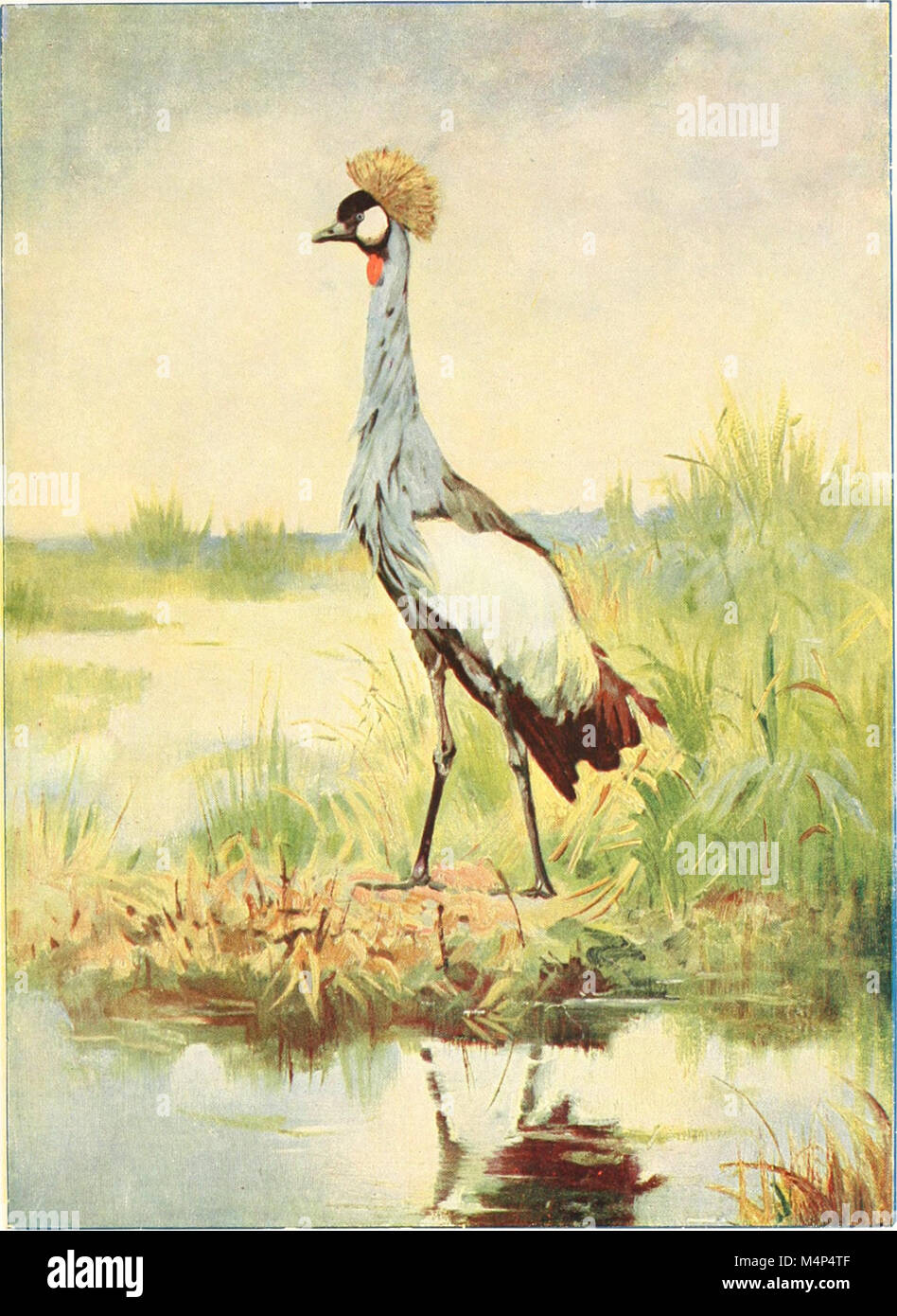 Jointed animals and lower forms hi-res stock photography and images - Alamy