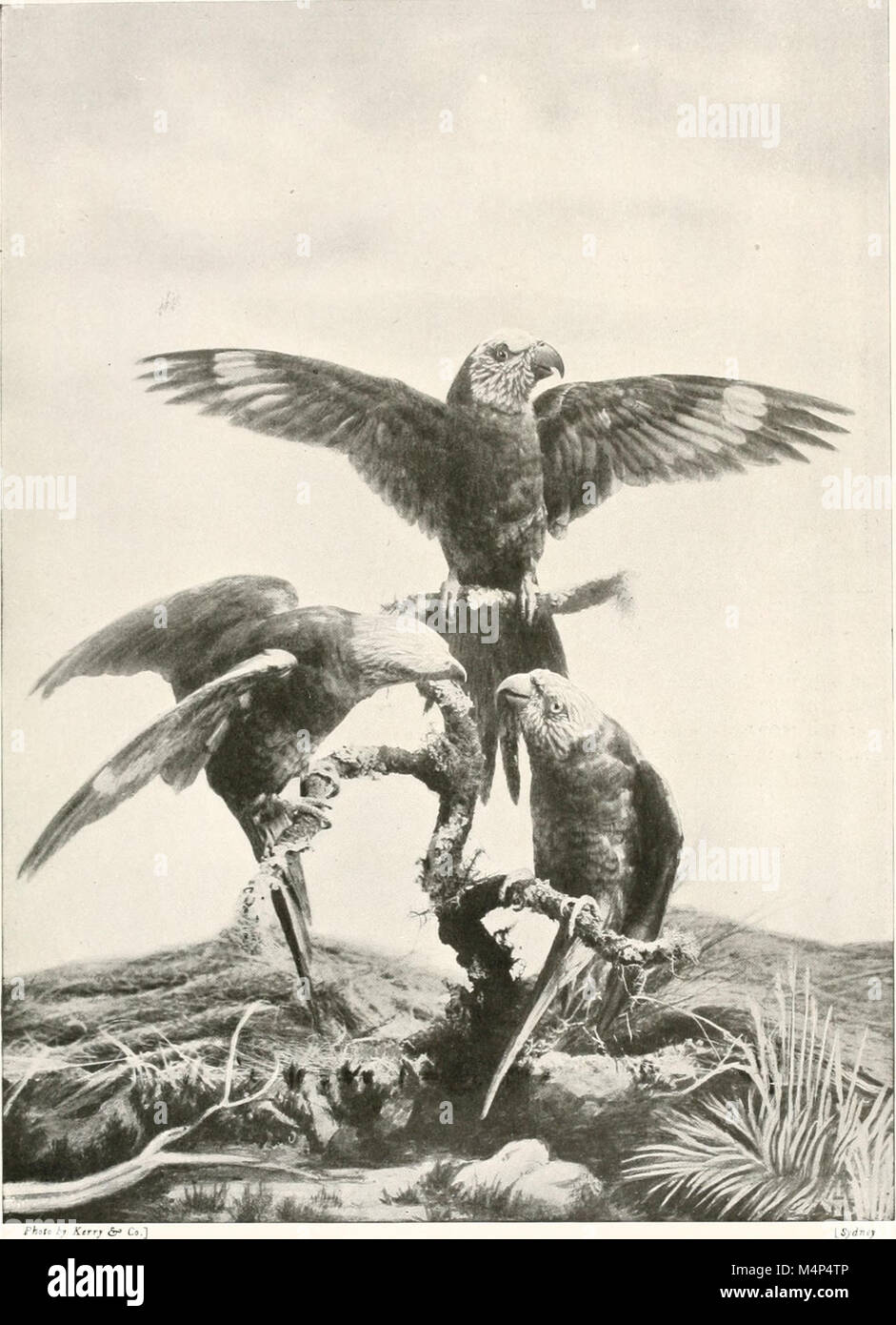 Birds of other lands, reptiles, fishes, jointed animals and lower forms ...