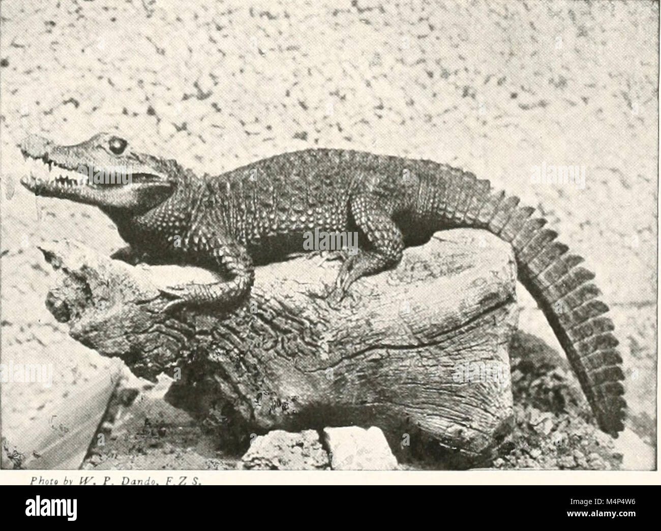 Birds of Other Lands, Reptiles, Fishes, Jointed Animals and Lower Forms ...