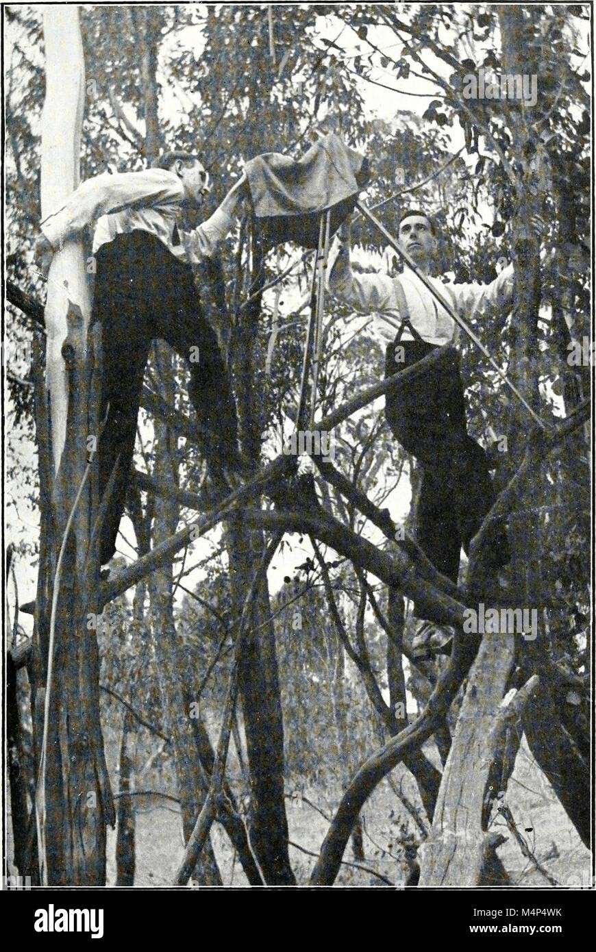 Birds of our bush; or, Photography for nature-lovers (1900 ...