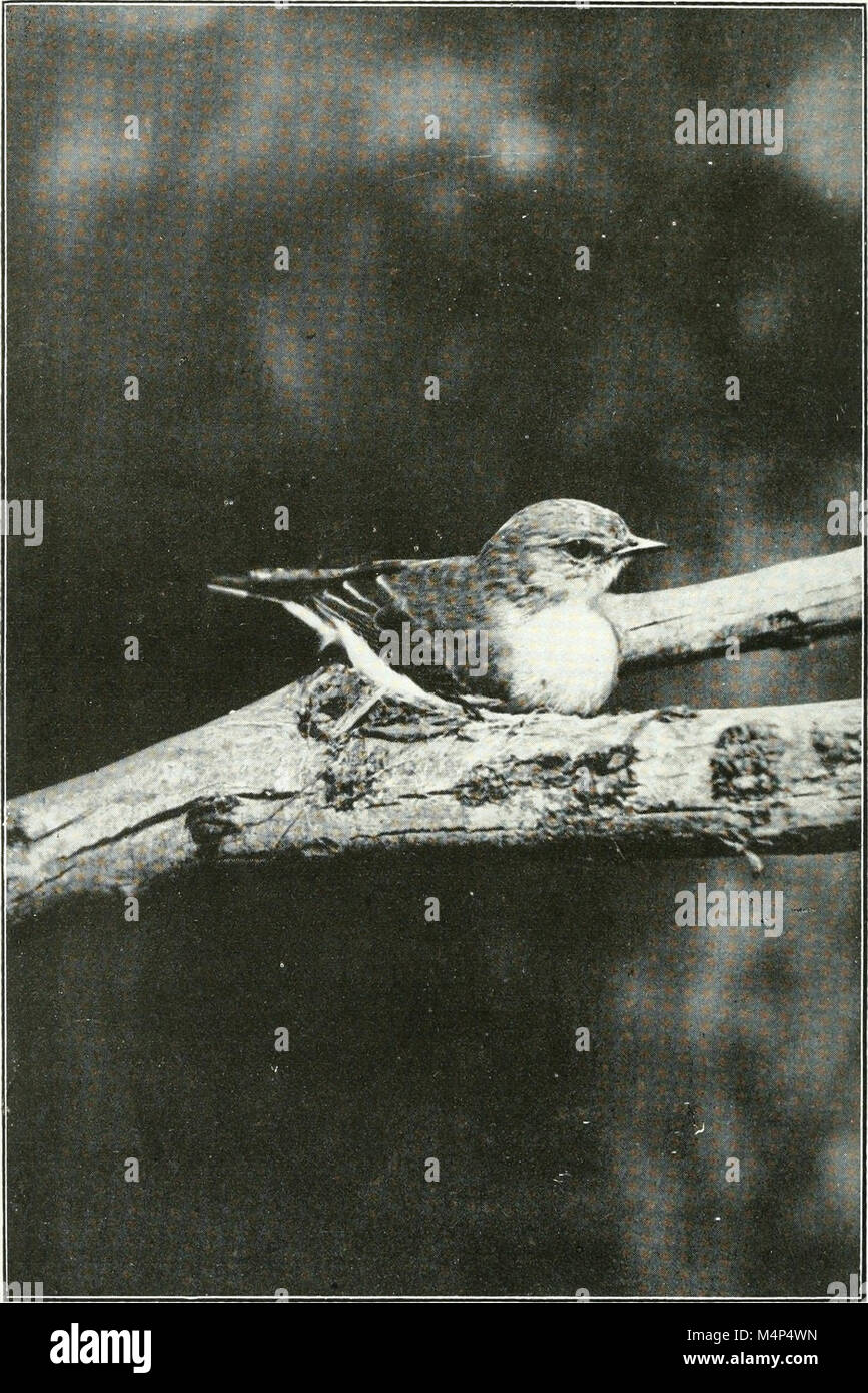 Published in 1900, this work is a guide for nature-lovers interested in ...