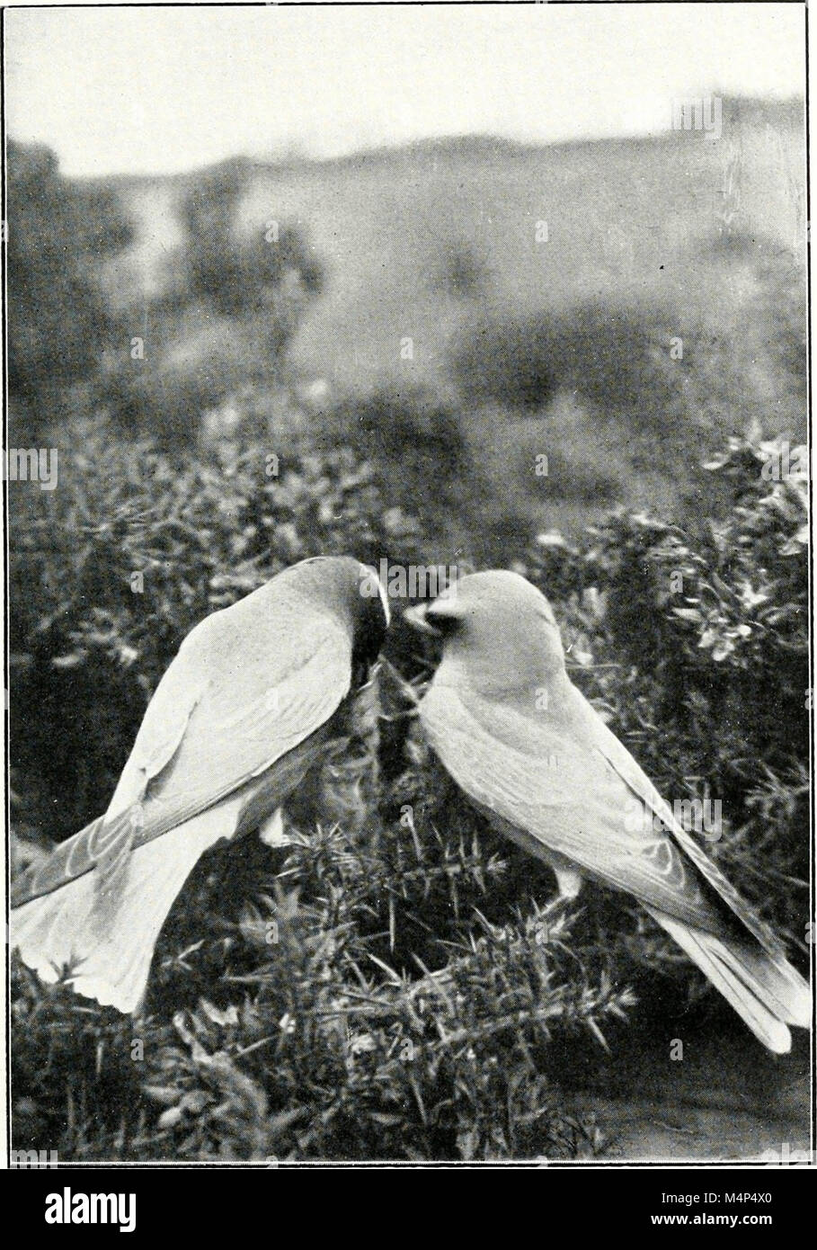 Birds of our bush; or, Photography for nature-lovers (1900 ...