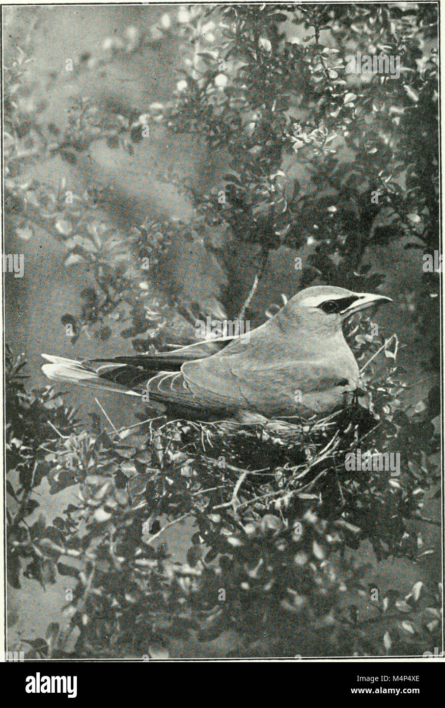 Birds of Our Bush (1900) is a guide for nature enthusiasts and ...