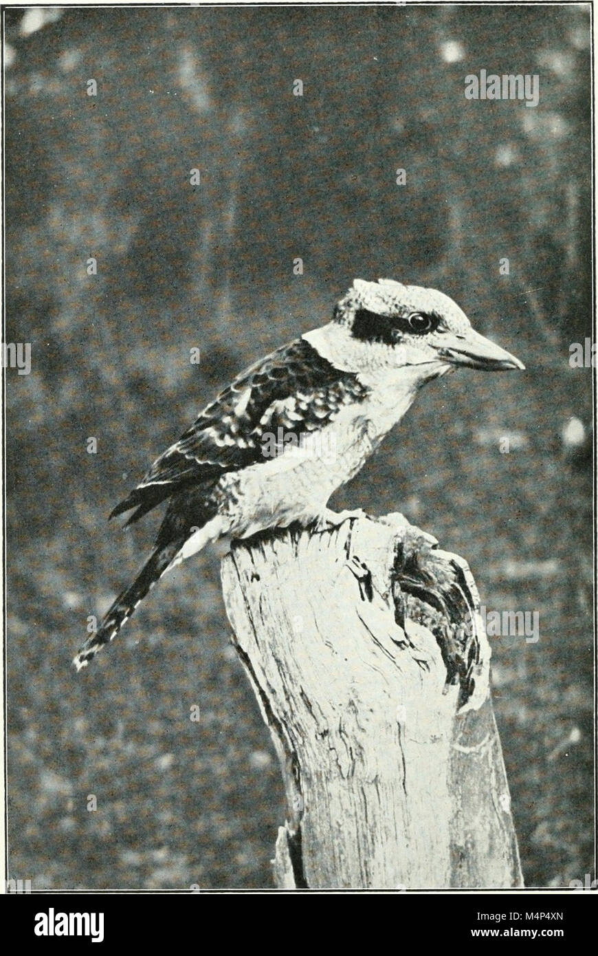 'Birds of Our Bush' (1900) is a photographic guide for nature ...