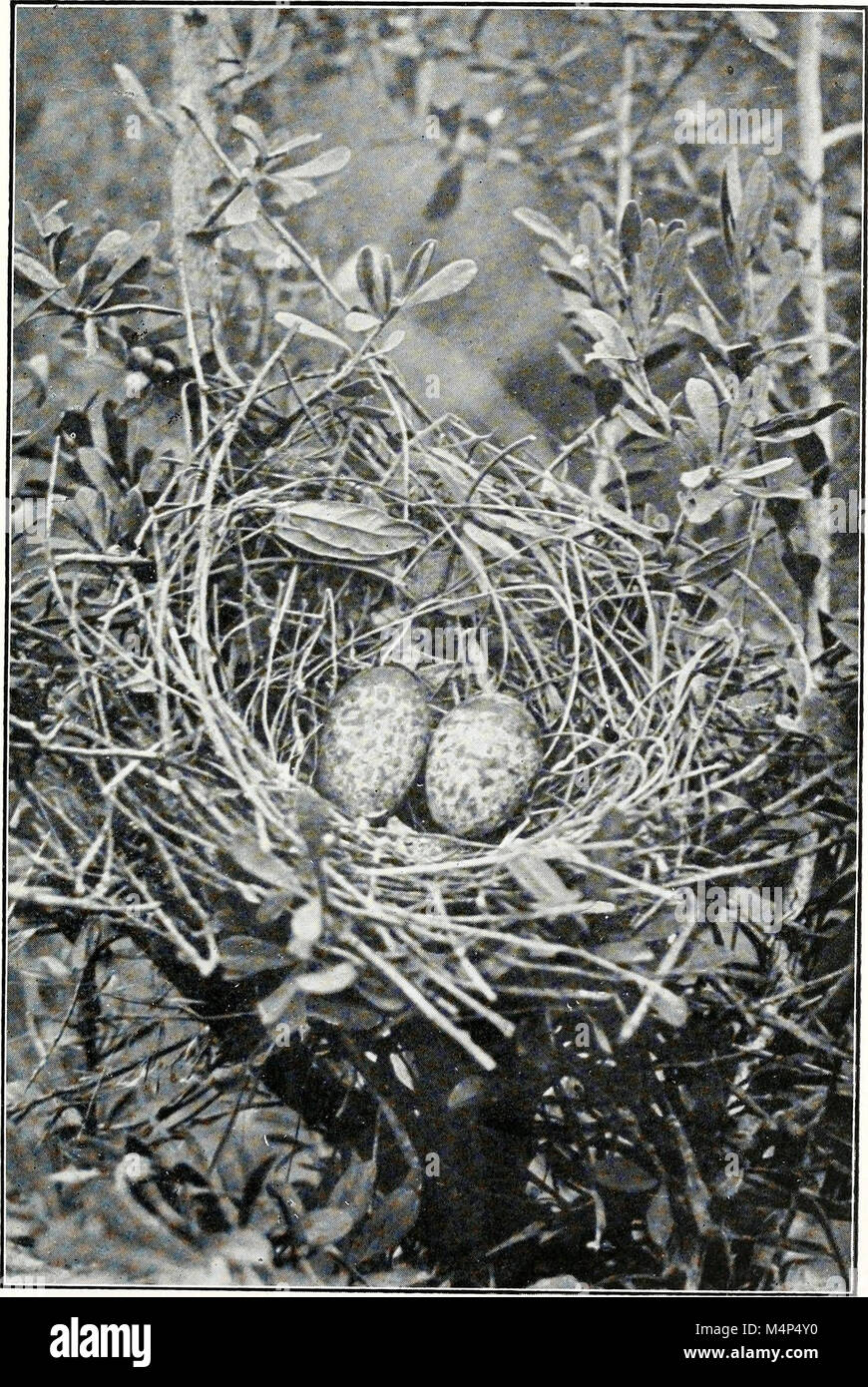 A 1900 guide to photographing birds in their natural environments ...
