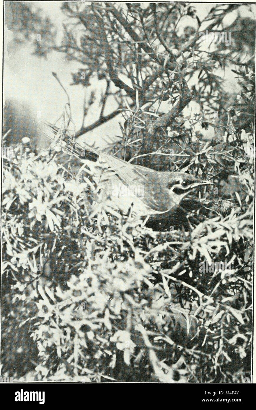 Birds of our bush; or, Photography for nature-lovers (1900 ...
