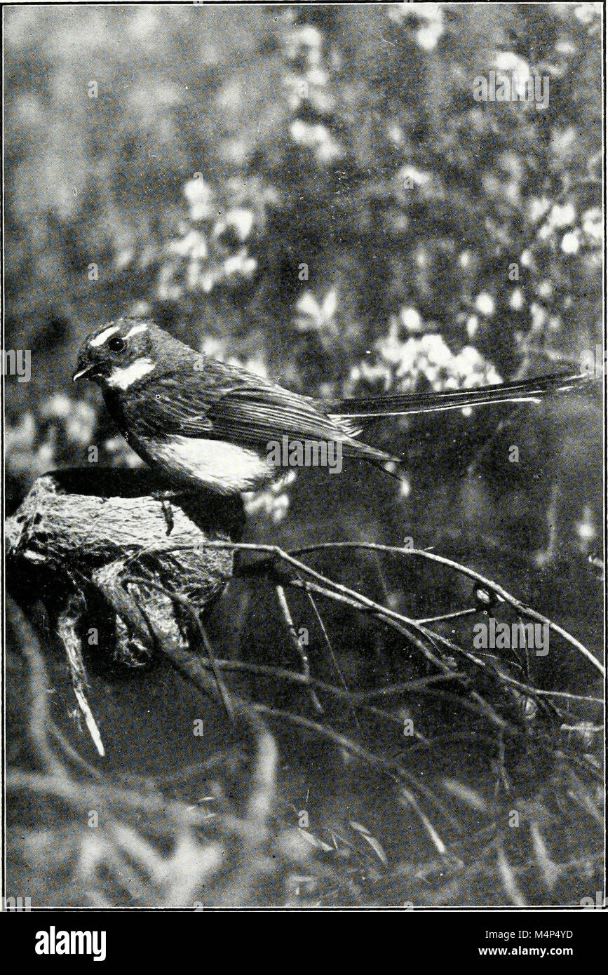 A 1900 work focused on photographing birds in their natural habitats ...
