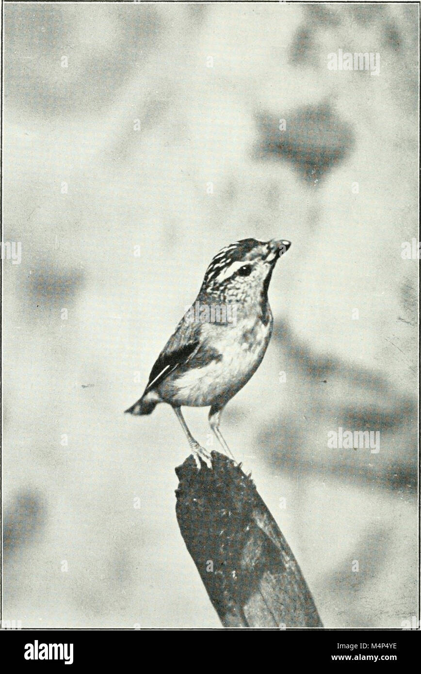 *Birds of Our Bush* (1900) focuses on photographing birds in their ...