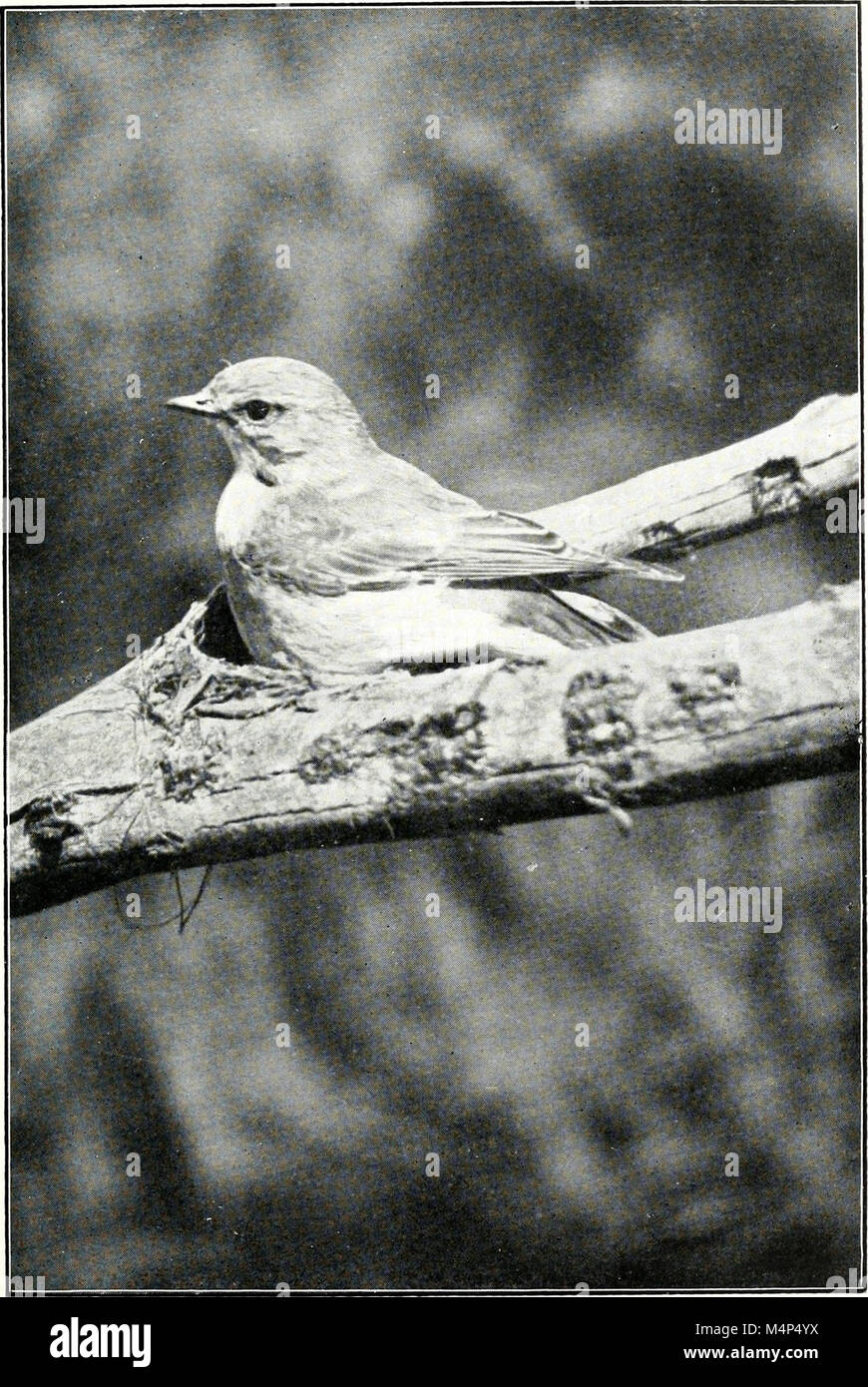 *Birds of Our Bush* (1900) combines photography with birdwatching ...