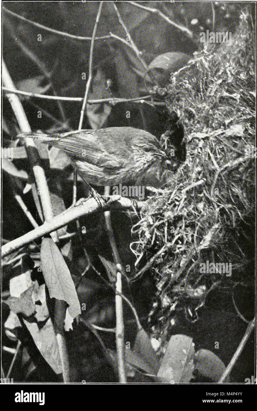 'Birds of Our Bush' (1900) showcases nature photography focused on ...
