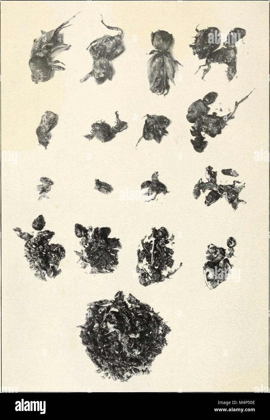 'Birds of Porto Rico' (1916) documents the diverse bird species native ...