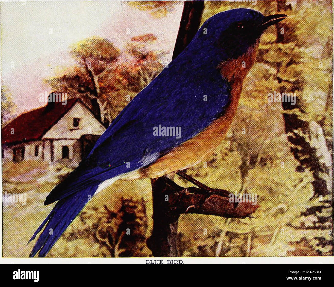 'Birds of Song and Story' (1901) is a collection of literary works and ...