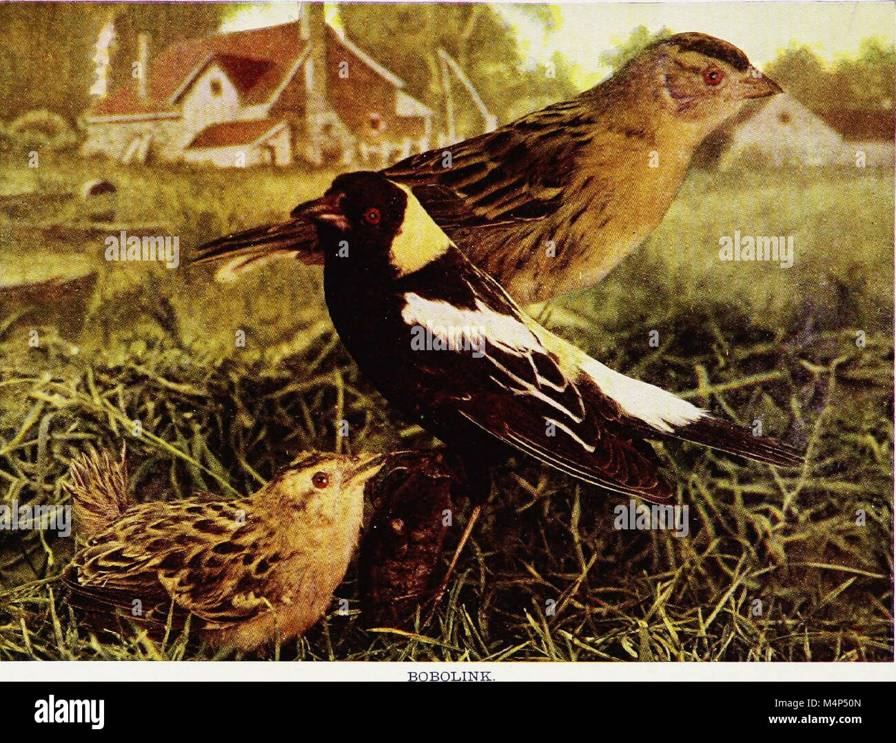 'Birds of Song and Story' (1901) provides a collection of bird-related ...