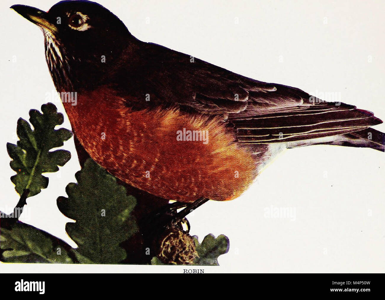 'Birds of Song and Story' (1901) explores the cultural significance and ...