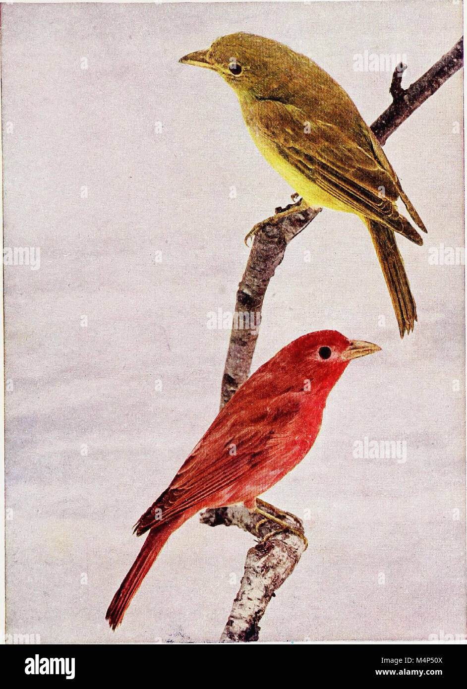 Birds of song and story (1901) (14725707106 Stock Photo - Alamy