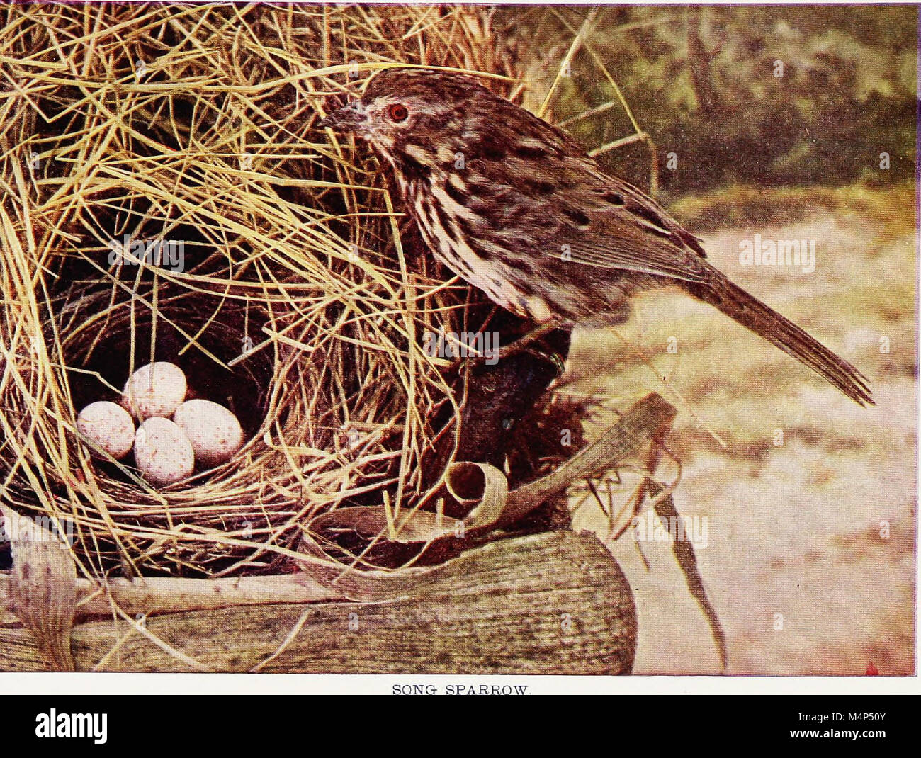 'Birds of Song and Story' (1901) is a publication that highlights the ...