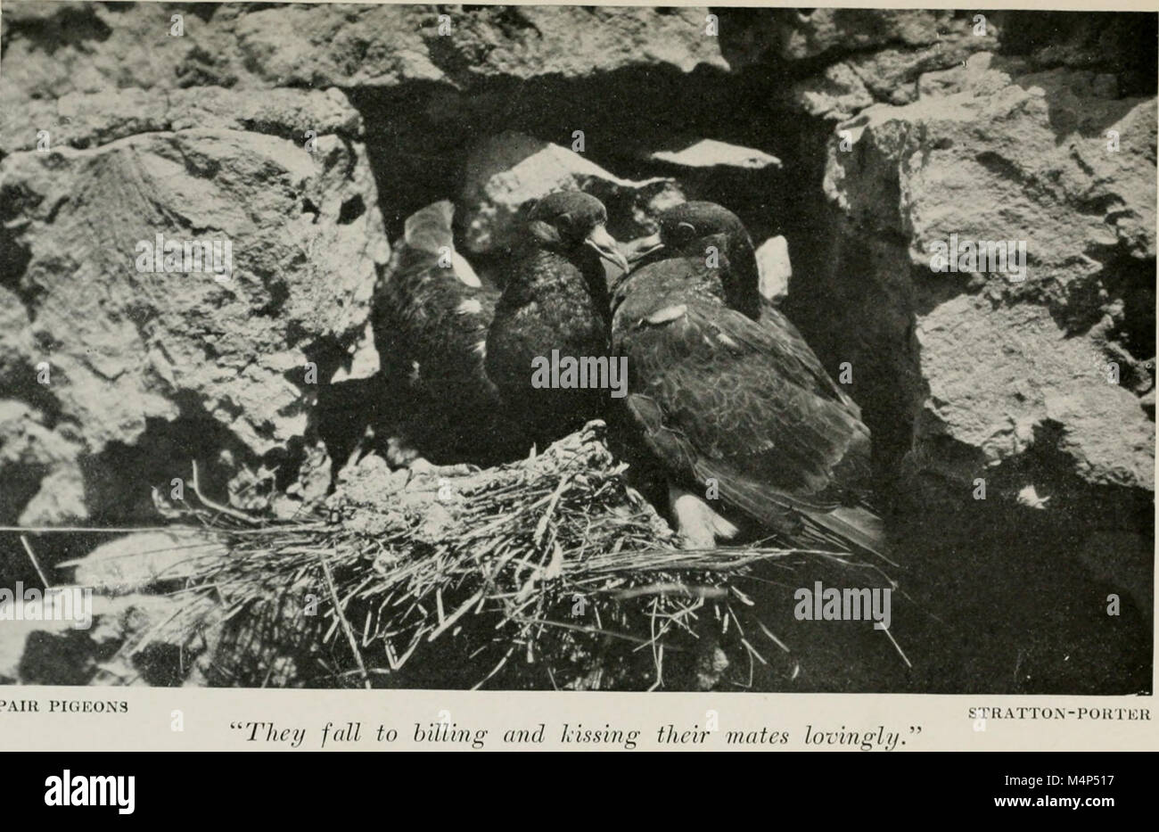 Published in 1909, 'Birds of the Bible' explores the symbolism and ...