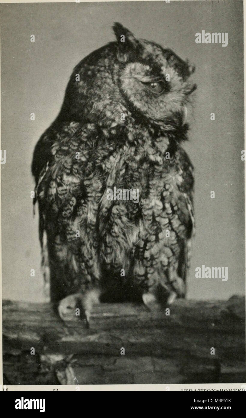 'Birds of the Bible' (1909) explores the symbolic and literal ...