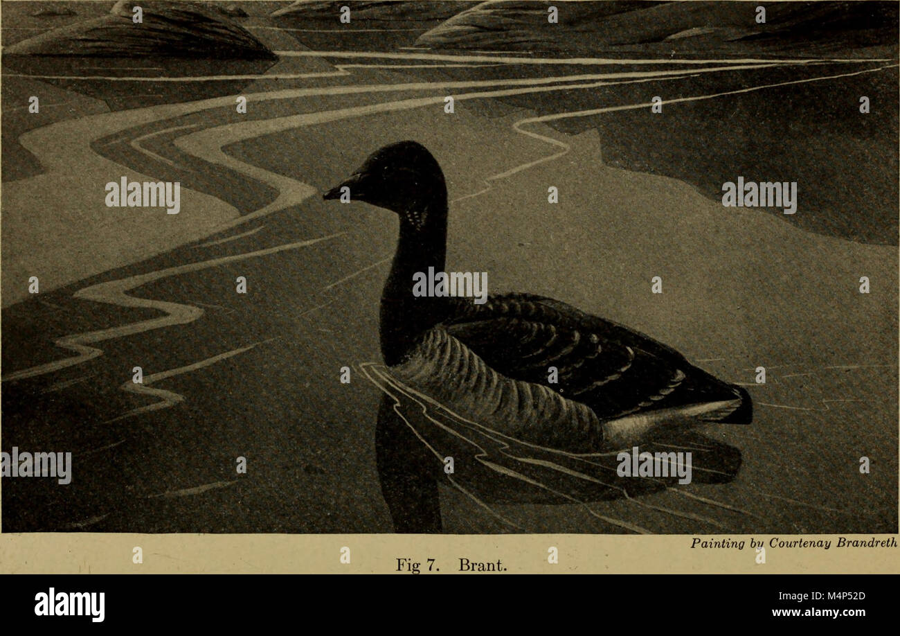 Published in 1923, this work on the birds of the New York City region ...