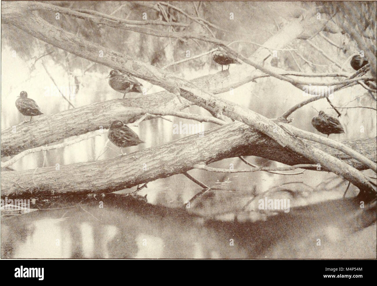 *Birds of the Water, Wood, and Waste* (1910) focuses on bird species ...