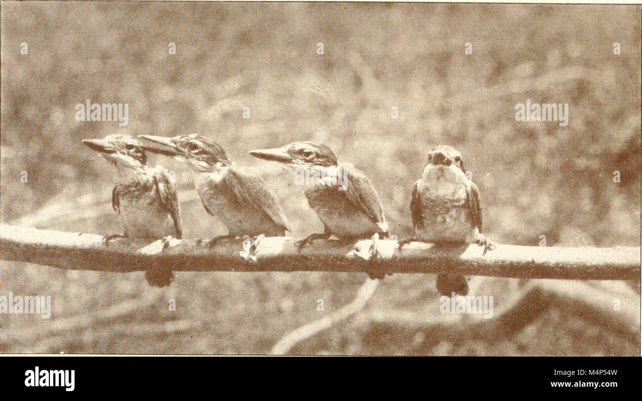 Birds of the water, wood and waste (1910) (14748027114 Stock Photo - Alamy