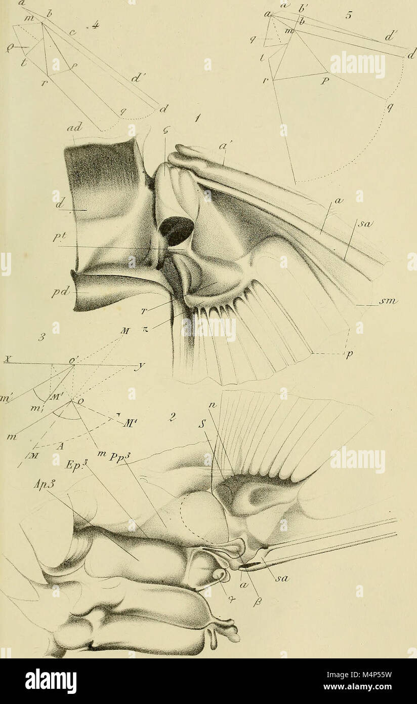 *Annales des Sciences Naturelles* (1885) is a scientific journal that ...