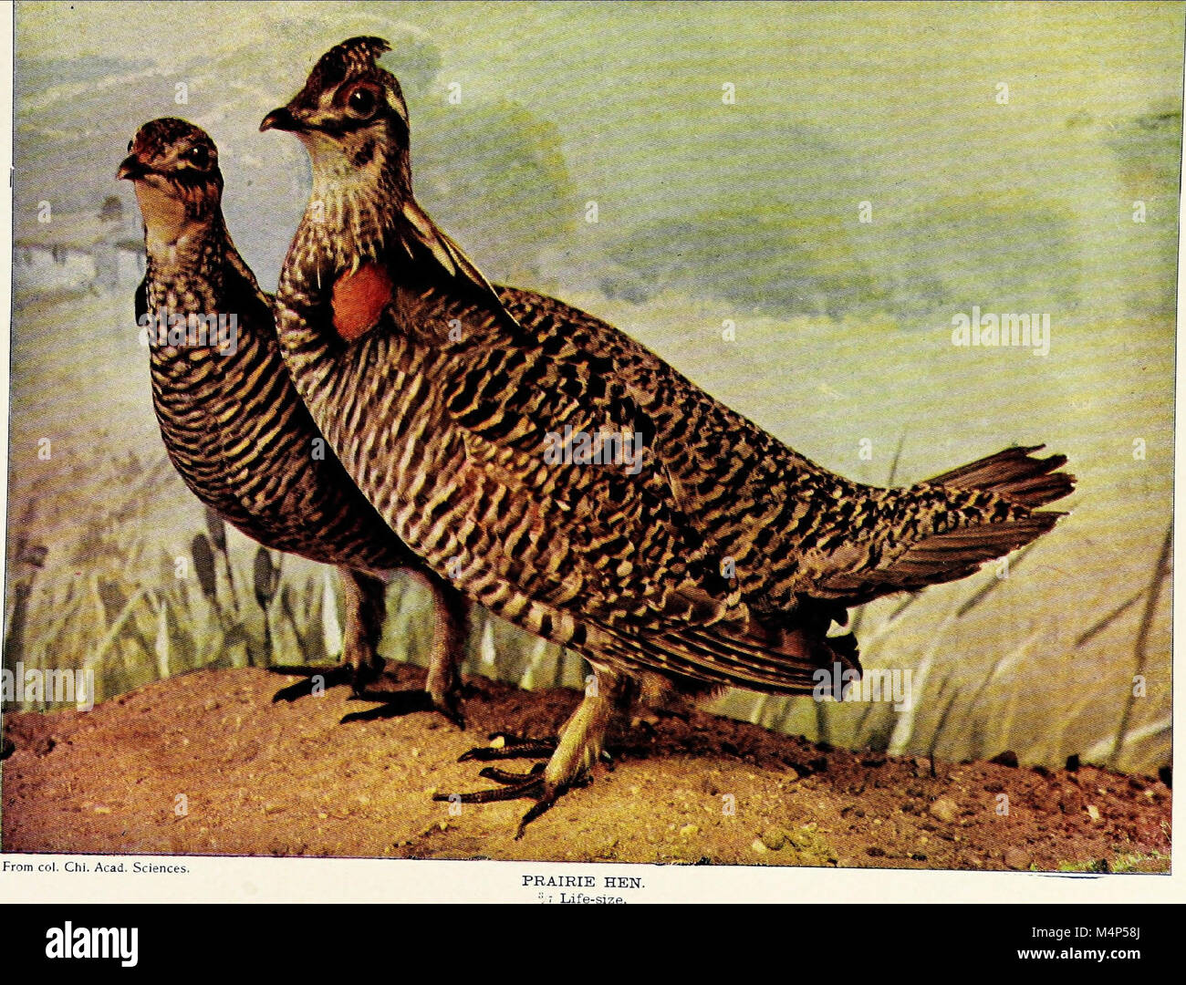 'Birds that Hunt and Are Hunted' (1904) provides detailed life ...