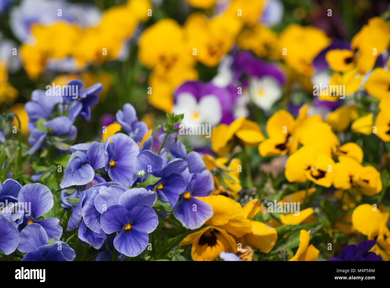 A garden of pansies in a variety of colours filling frame Stock Photo ...
