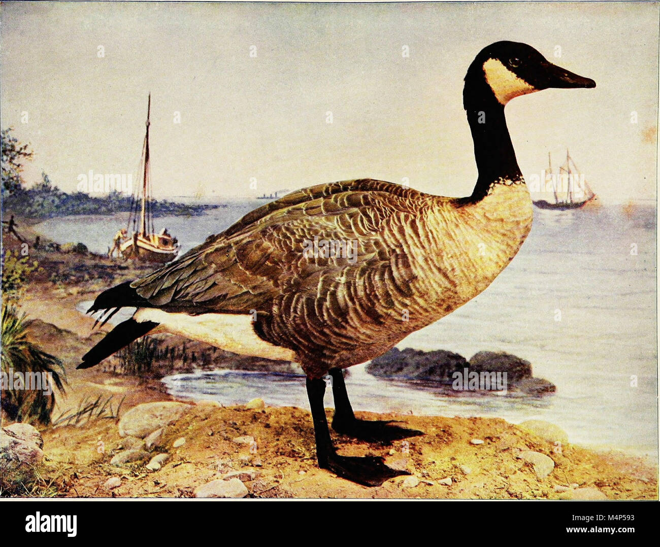 *Birds that Hunt and Are Hunted* (1904) provides life histories of 170 ...
